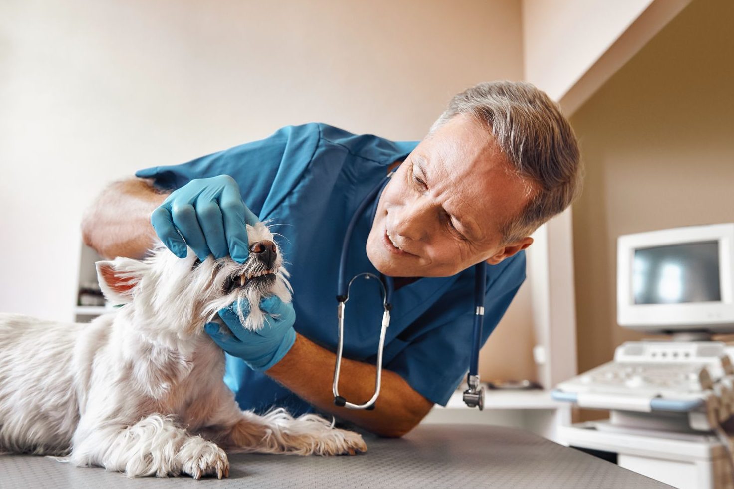 L'epulide nel cane: sintomi e cura - News Petme