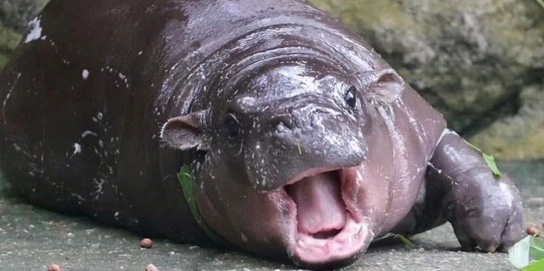 Vi presentiamo Moo Deng, l'ippopotamina che ha fatto impazzire il mondo ...