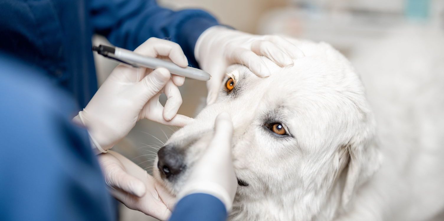 La cataratta nel cane: come riconoscerla e curarla - News Petme