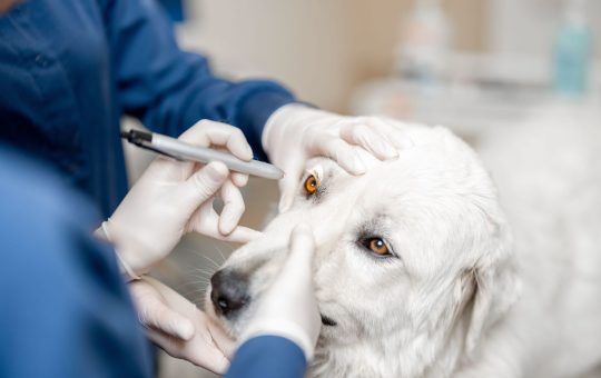 La cataratta nel cane: come riconoscerla e curarla - News Petme