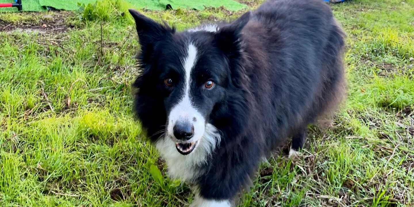 Apre a Milano “Dog City Garden”, l’innovativa area cani privata di 2000 ...