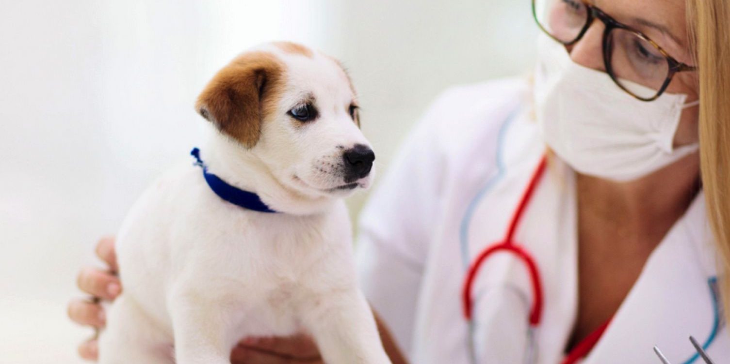 Il criptorchidismo nel cane: quando i testicoli non scendono - News Petme