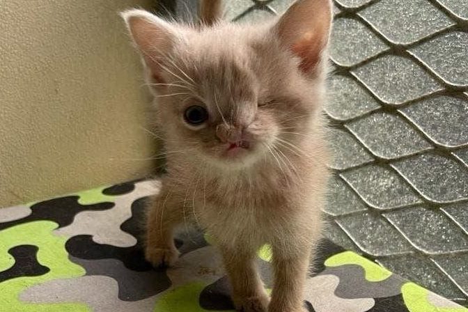 Un occhio solo e una sola narice: ma Benny il gattino è una meraviglia ...