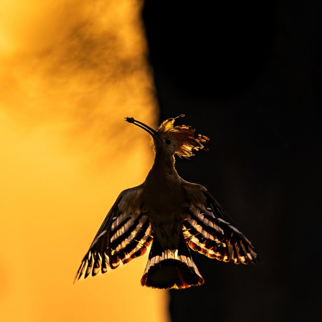 Premio Bird Photographer of the Year 2024: la foto vincitrice è ...