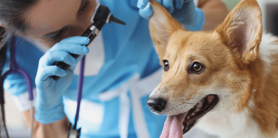 L'otite nel cane: come riconoscerla e curarla - News Petme