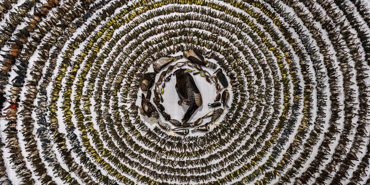 Premio Bird Photographer of the Year 2024: la foto vincitrice è ...