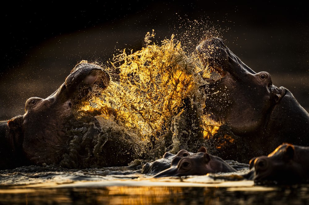 Le sette foto naturalistiche più belle ed emozionanti del mondo - News ...