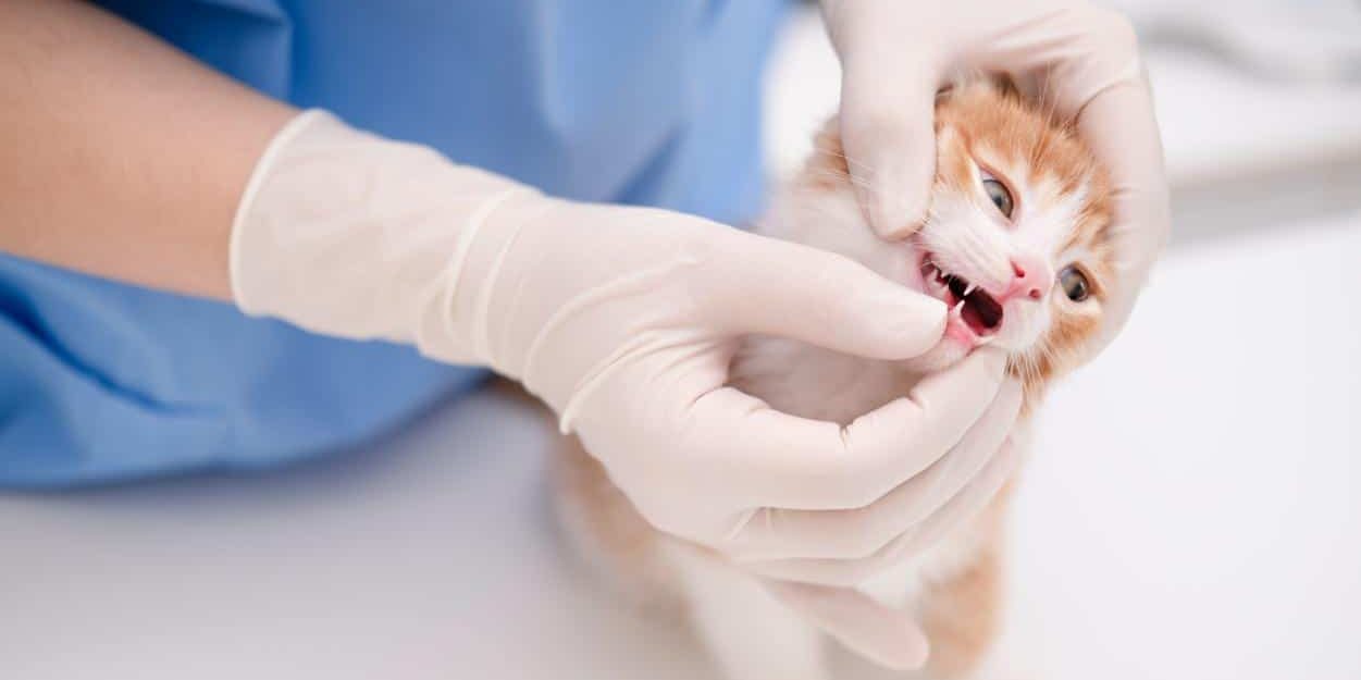 La gengivite nel gatto: riconoscerla e curarla - News Petme