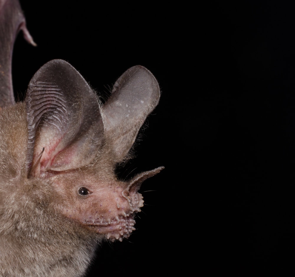 Il pipistrello dalle “labbra sfrangiate”: un predatore silenzioso che ...